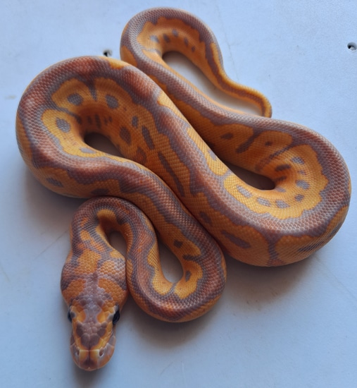 Coral Glow Clown Ball Python by Jimenez Reptiles