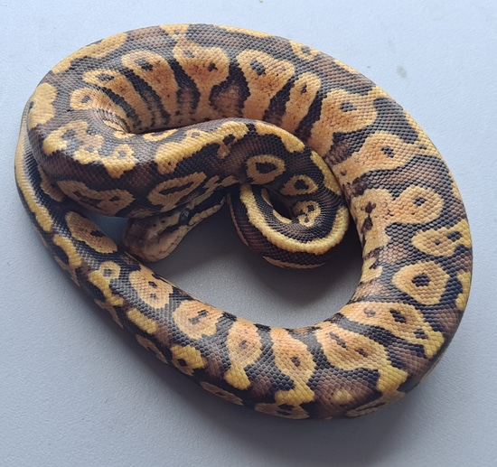 Pastel Spark Ball Python by Jimenez Reptiles