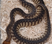 Woma Pythons for Sale - MorphMarket US & Canada