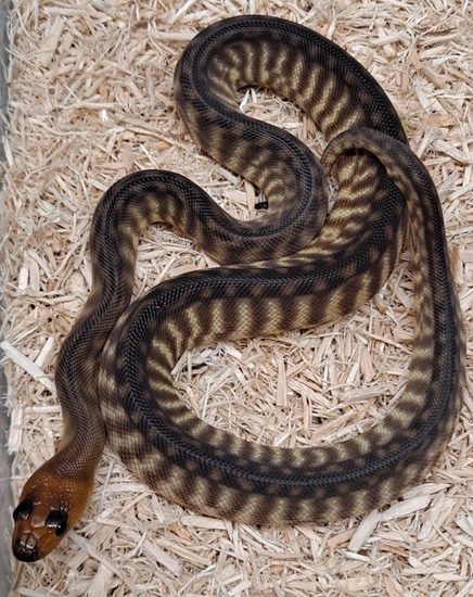 Woma Python by Jimenez Reptiles