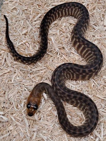 Woma Python by Jimenez Reptiles