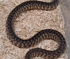 Woma Pythons for Sale - MorphMarket US & Canada