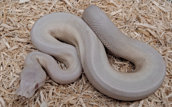 Super Mojave Albino (Cherry Bomb) Ball Python by Jimenez Reptiles