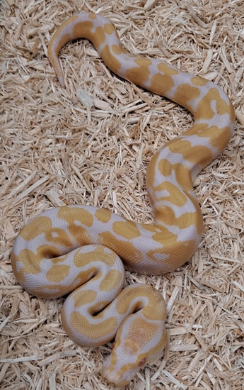 High Contrast Albino Ball Python by Jimenez Reptiles