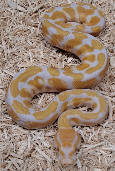 High Contrast Albino Ball Python by Jimenez Reptiles