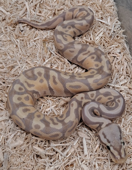Cg Pastel Het Clown Ball Python by Jimenez Reptiles