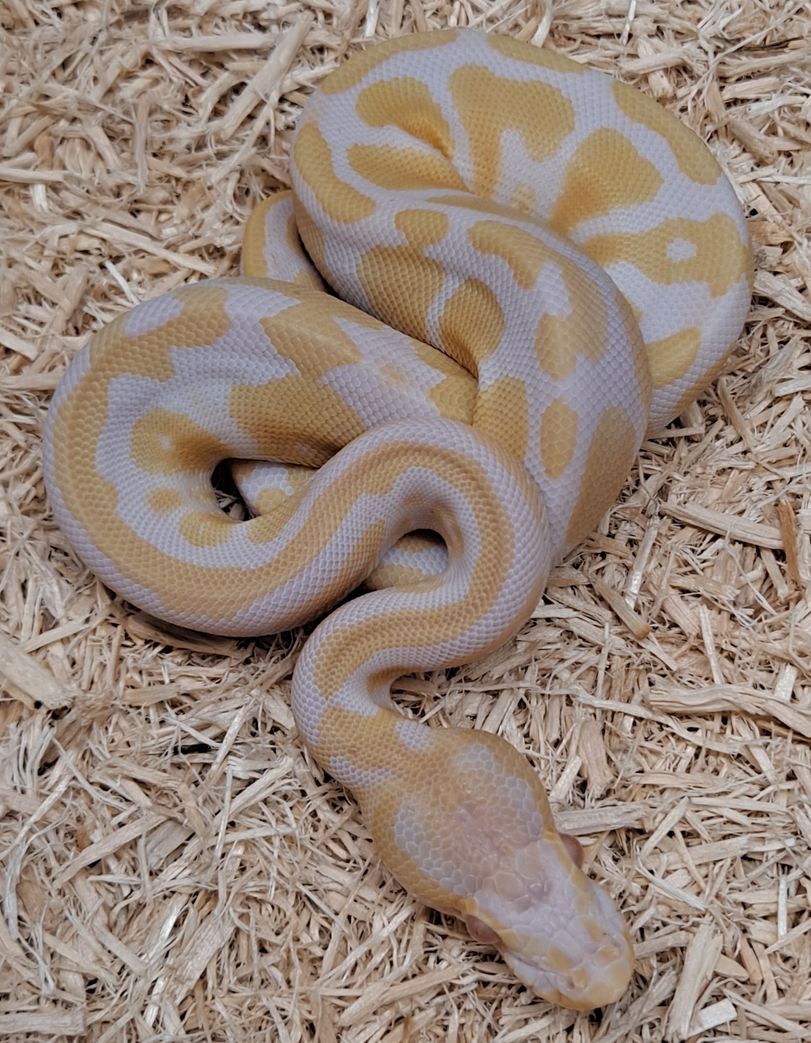 Albino Het Pied Ball Python by Jimenez Reptiles - MorphMarket