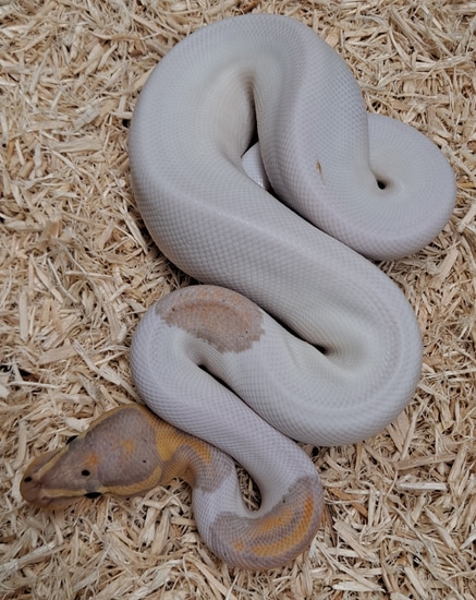 Cg Cinny Pied Ball Python by Jimenez Reptiles