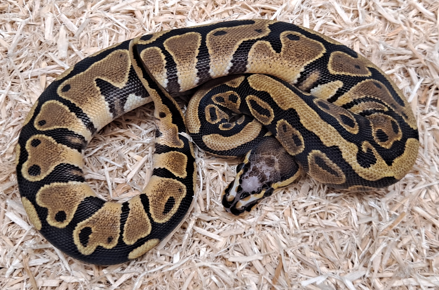 Yb Scaleless Head 50% Het G-stripe Ball Python by Jimenez Reptiles ...