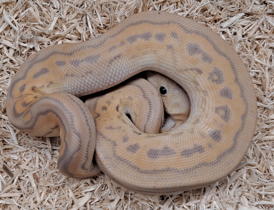 Cg Cinny Clown Ball Python by Jimenez Reptiles