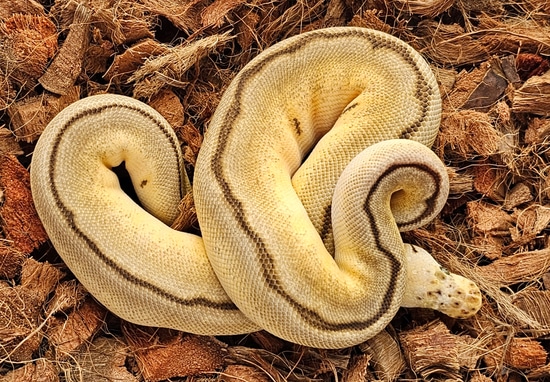 Bumblebee Clown Poss Cg Ball Python by Jimenez Reptiles