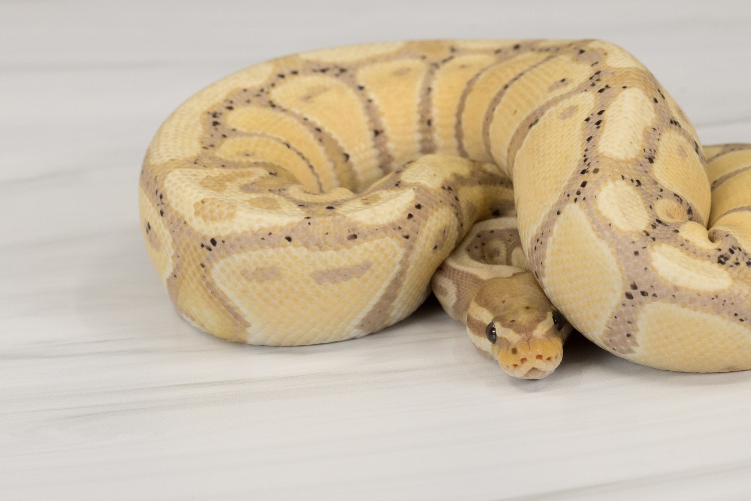 Coral Glow Ball Python by H and D Reptiles - MorphMarket