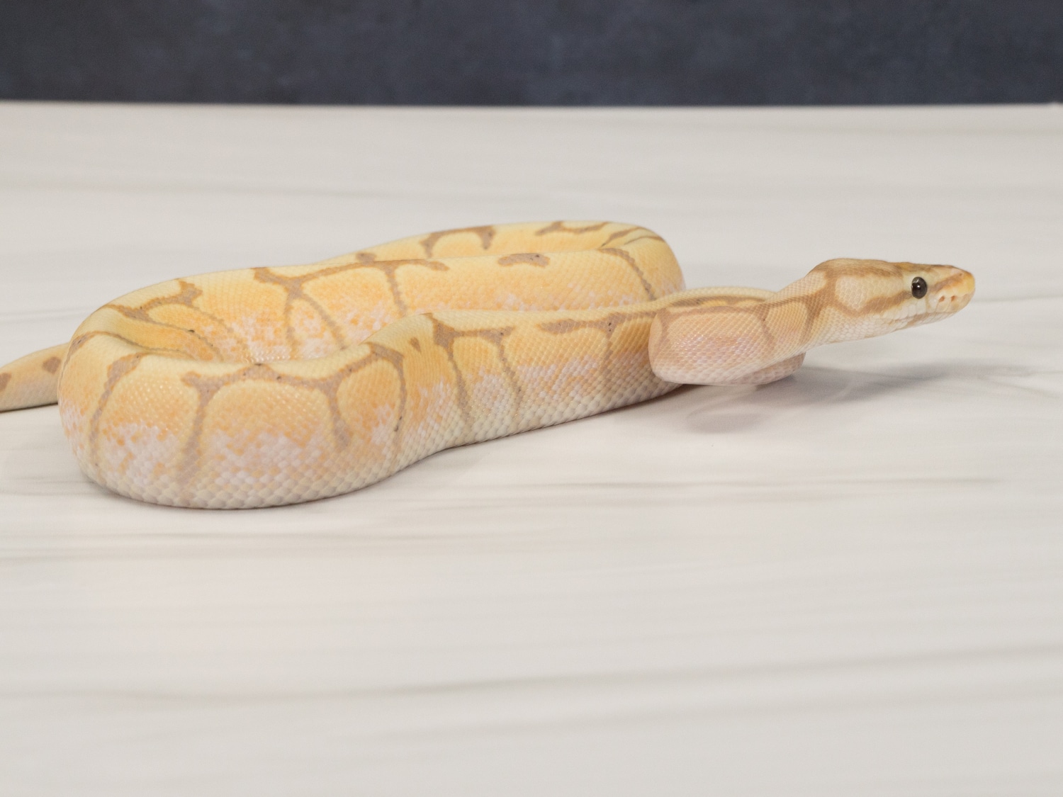 Coral Glow Spider Ball Python by H and D Reptiles - MorphMarket