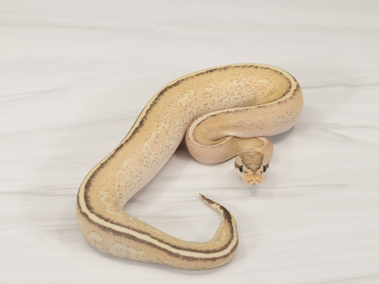 Super Spark Ball Python by H and D Reptiles - MorphMarket