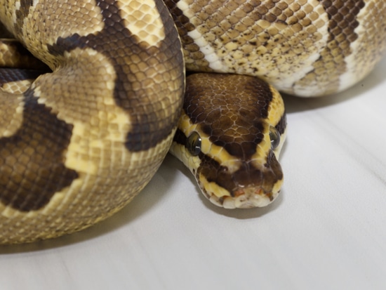 Enchi Flame Het TSK Axanthic Ball Python by H and D Reptiles