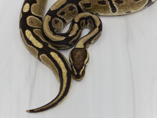 Spark Enchi Flame Ball Python by H and D Reptiles