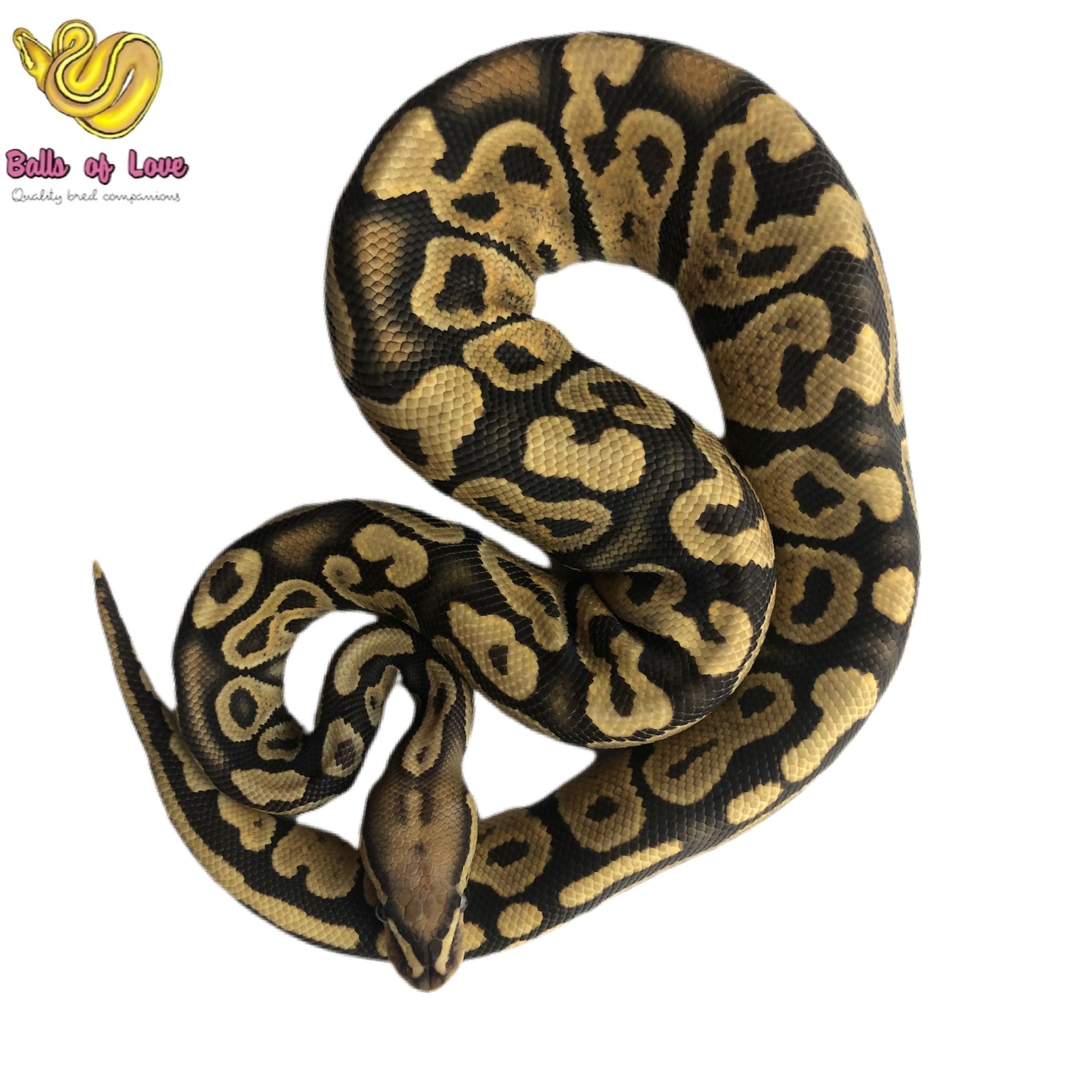 Orange Ghost Ball Python by Balls of Love - MorphMarket