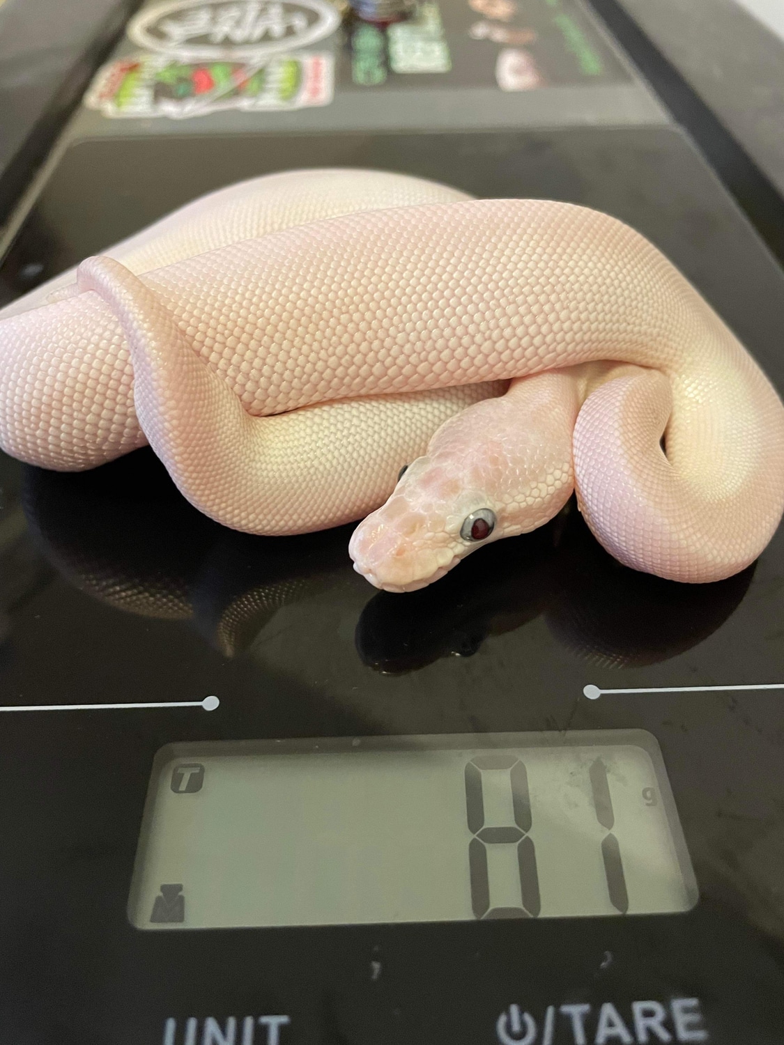 Pastel Blue Eyed Lucy (Moj X Moj) Ball Python by Balls of Love ...