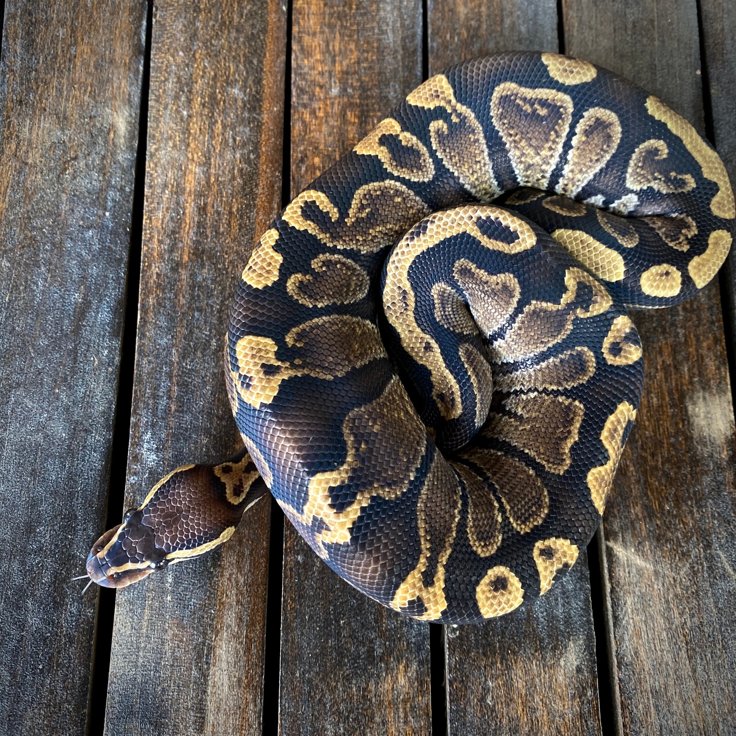 GHI 50% Het Caramel Ball Python by Dark Side Constrictors - MorphMarket