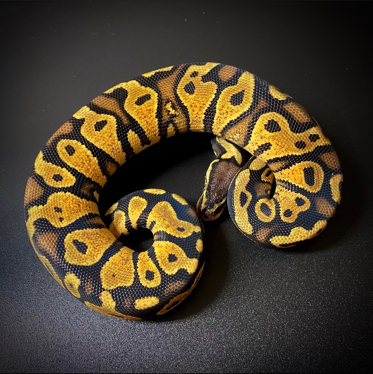 Pastel Asphalt (Guaranteed) Ball Python by Dark Side Constrictors ...