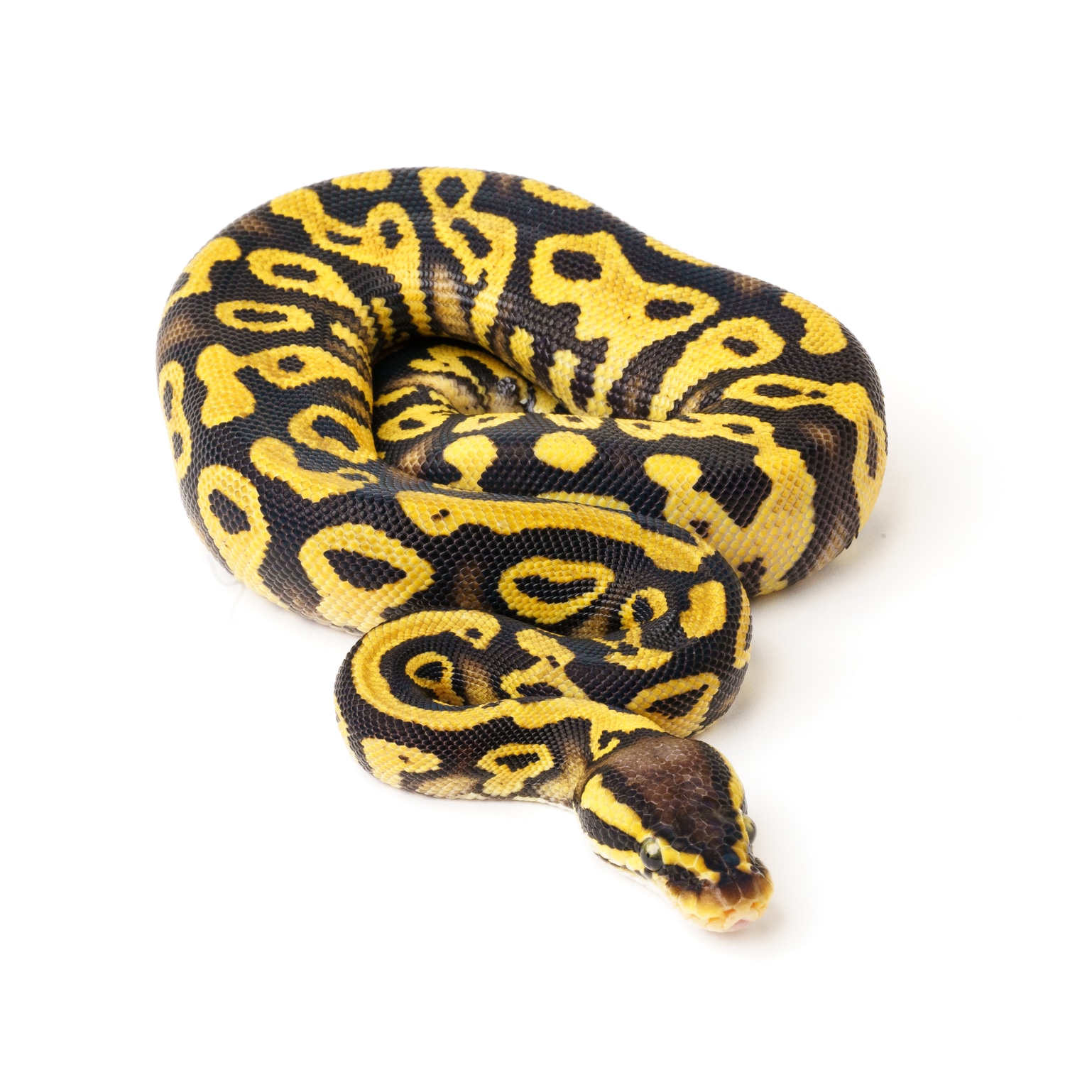 Pastel Yellow Belly Het Pied Ball Python by Dark Side Constrictors ...