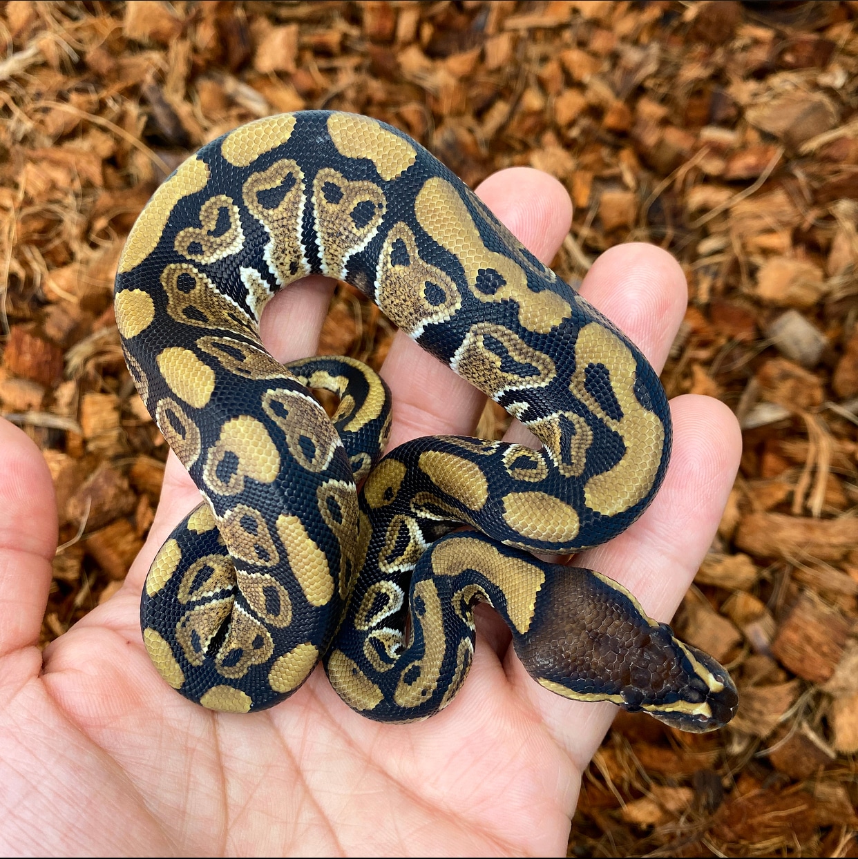 Het Desert Ghost Ball Python by Dark Side Constrictors - MorphMarket