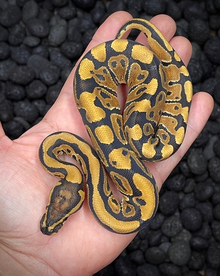 Vanilla Het Clown Ball Python by Dark Side Constrictors