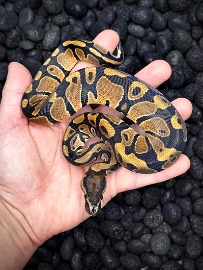 Double Het Desert Ghost Pied 50% Het Cryptic Ball Python by Dark Side ...