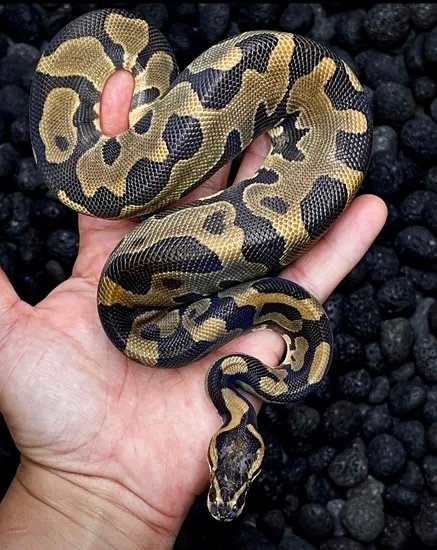 Enchi Leopard Het DG 50% Het Cryptic Ball Python by Dark Side ...