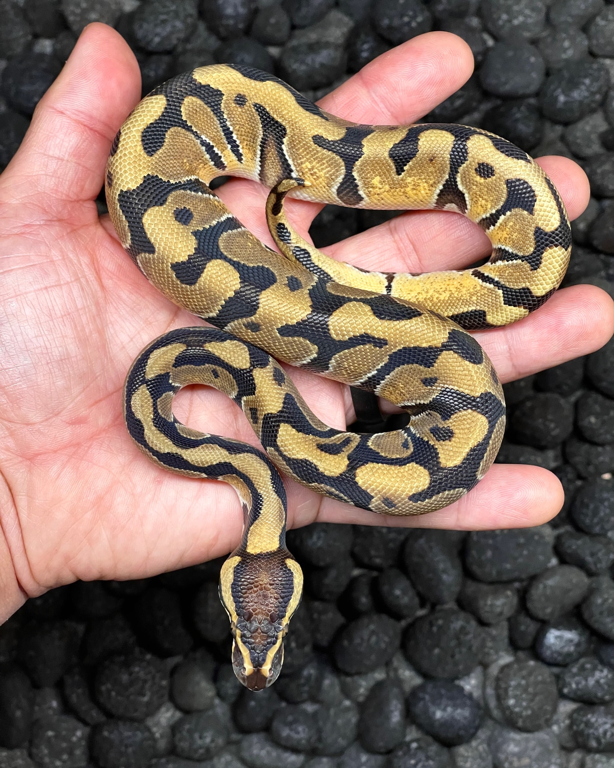 Enchi Het DG 50% Cryptic Ball Python by Dark Side Constrictors ...