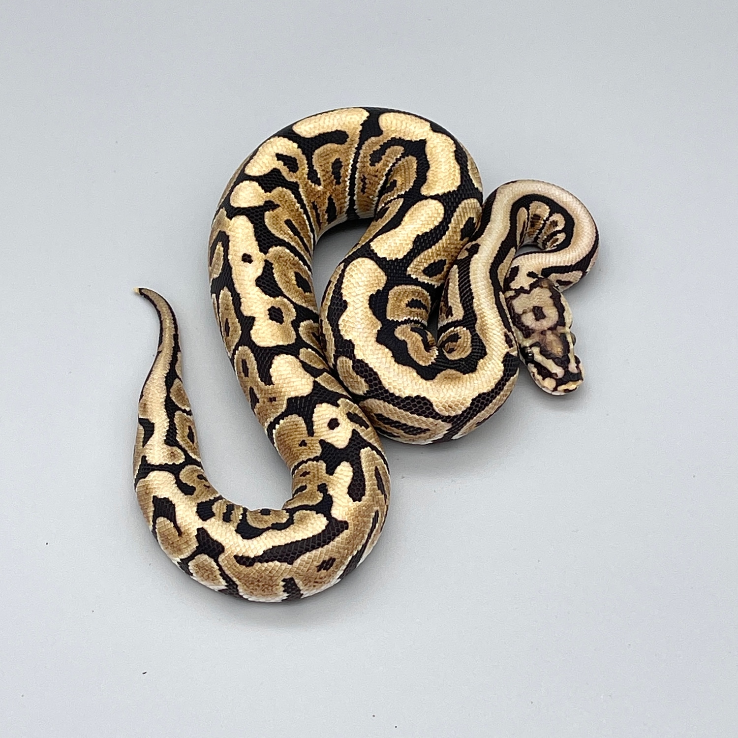 Vanilla Spotnose Het Clown Ball Python by Dark Side Constrictors ...