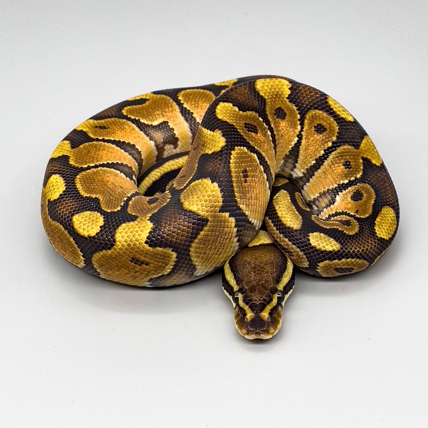 Black Pastel Enchi Het Hypo Ball Python by Dark Side Constrictors ...