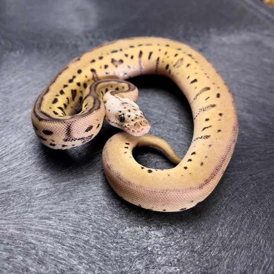 Pastel Batman Ball Python by Dark Side Constrictors