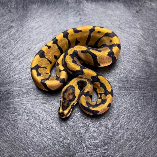 Acid Enchi Het Clown Ball Python by Dark Side Constrictors
