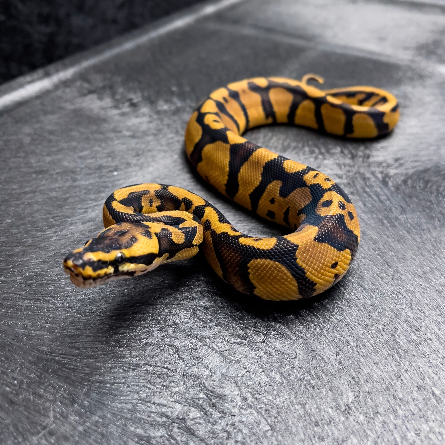 Acid Enchi Ball Python by Dark Side Constrictors - MorphMarket