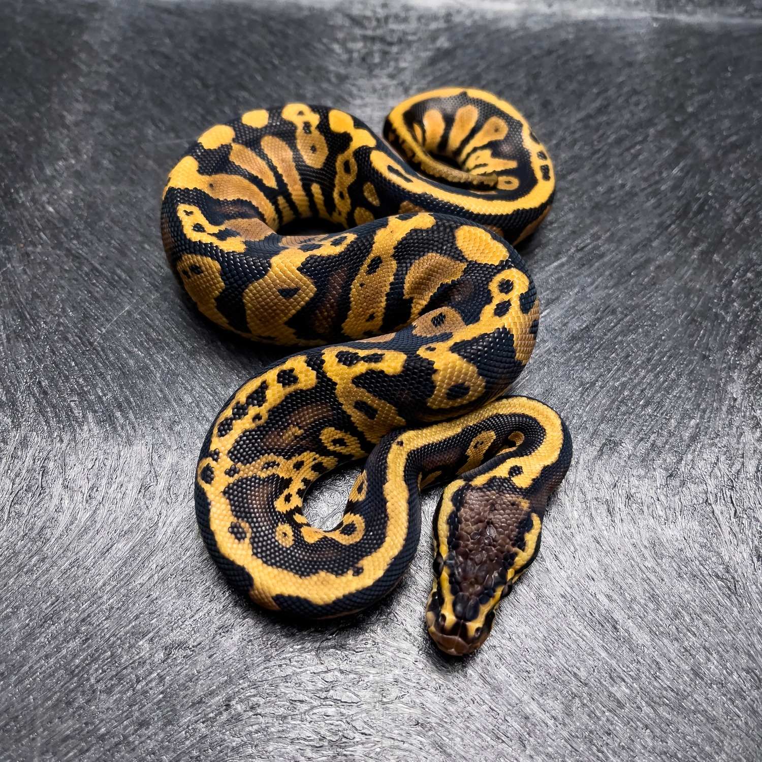 Pastel Acid Ball Python by Dark Side Constrictors - MorphMarket