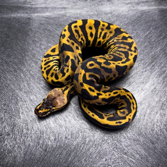 Acid Leopard Pastel Ball Python by Dark Side Constrictors