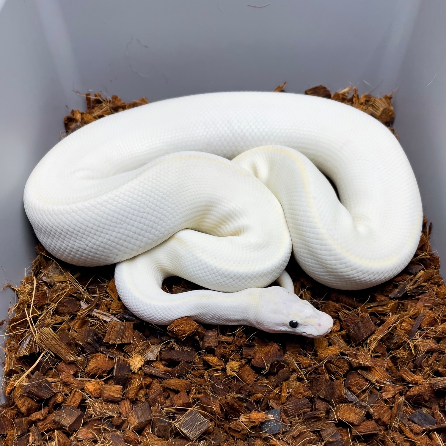 Ivory Ball Python by Dark Side Constrictors - MorphMarket