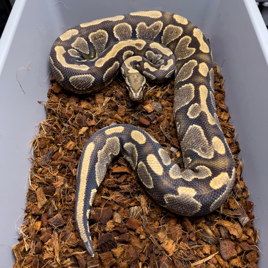 Yellow Belly [Proven Breeder] Ball Python by Dark Side Constrictors