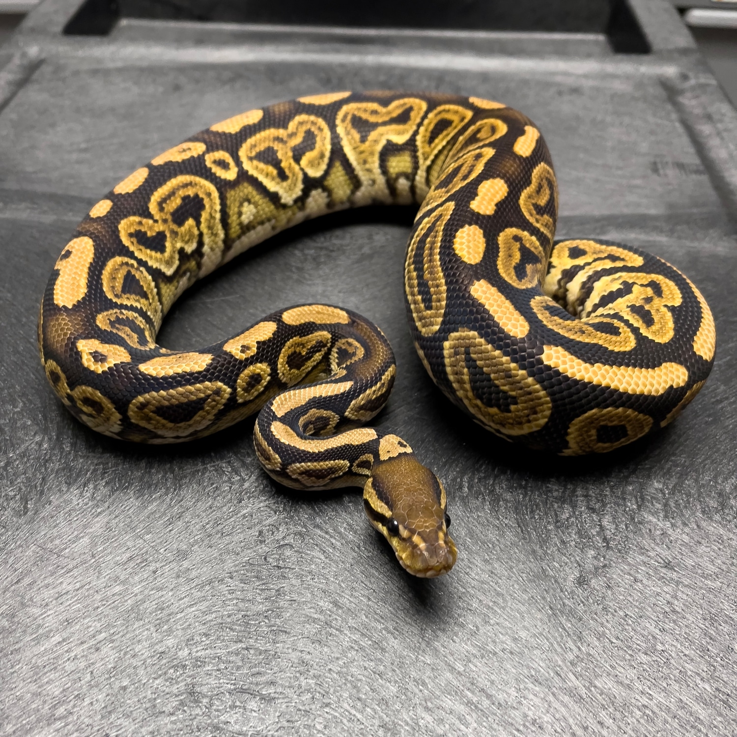 Black Pastel DH Hypo Clown RTB Ball Python by Dark Side Constrictors ...