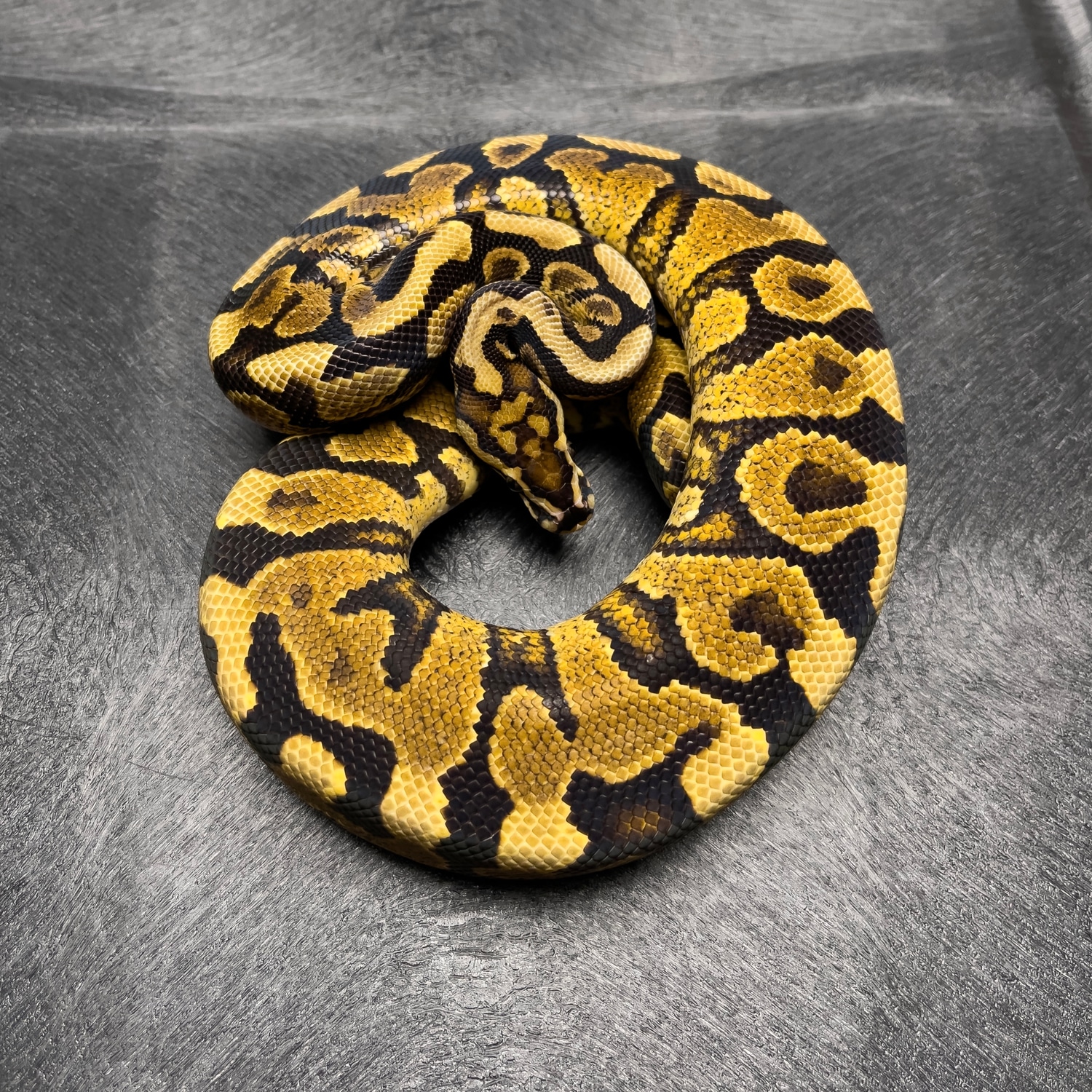 Spotnose Yellow Belly Het Clown RTB Ball Python by Dark Side ...
