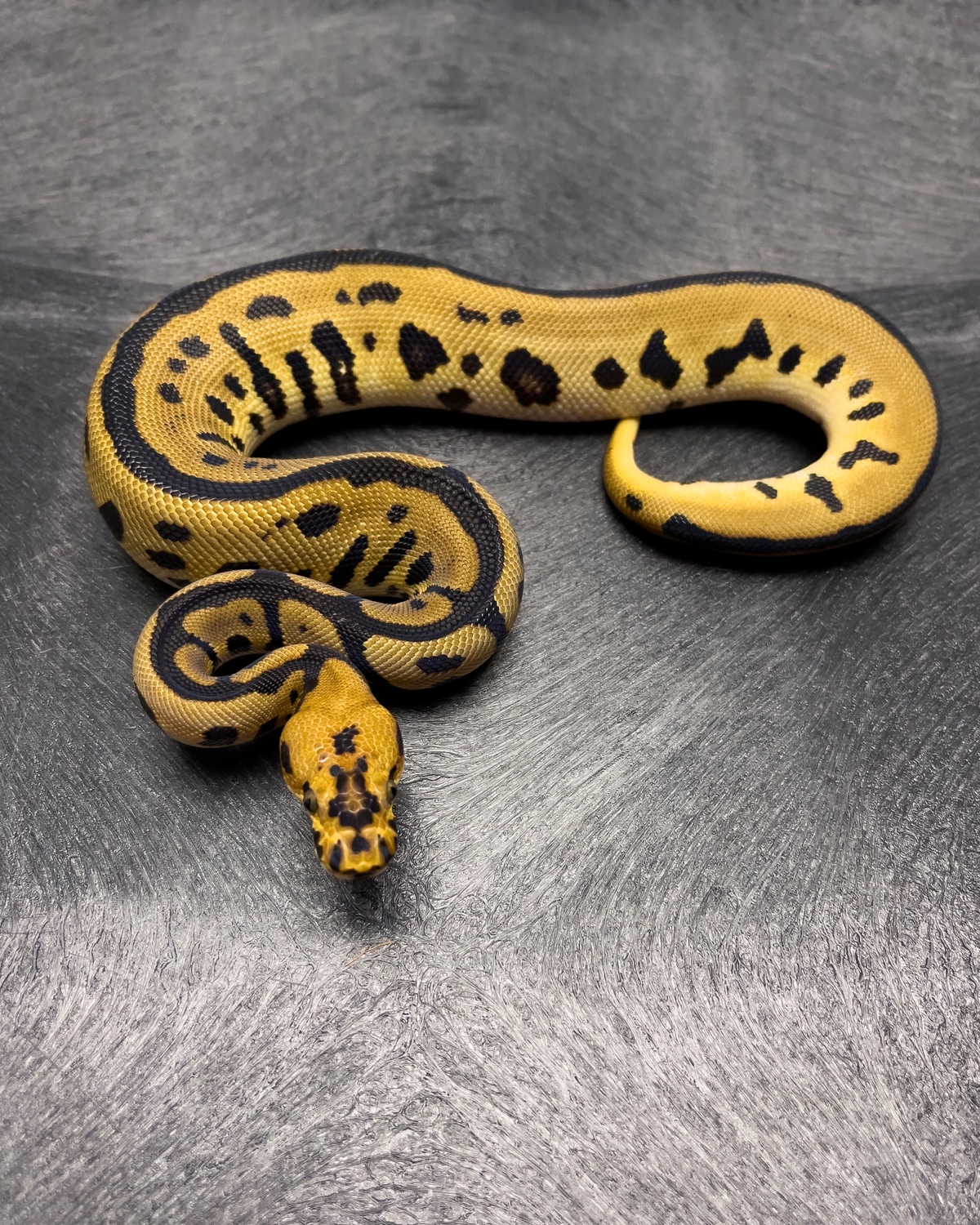 Batman Ball Python by Dark Side Constrictors - MorphMarket