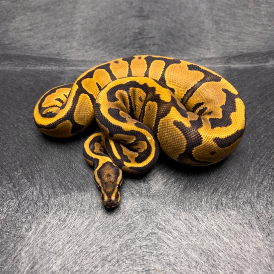 Acid Black Pastel Enchi Het Hypo Ball Python by Dark Side Constrictors