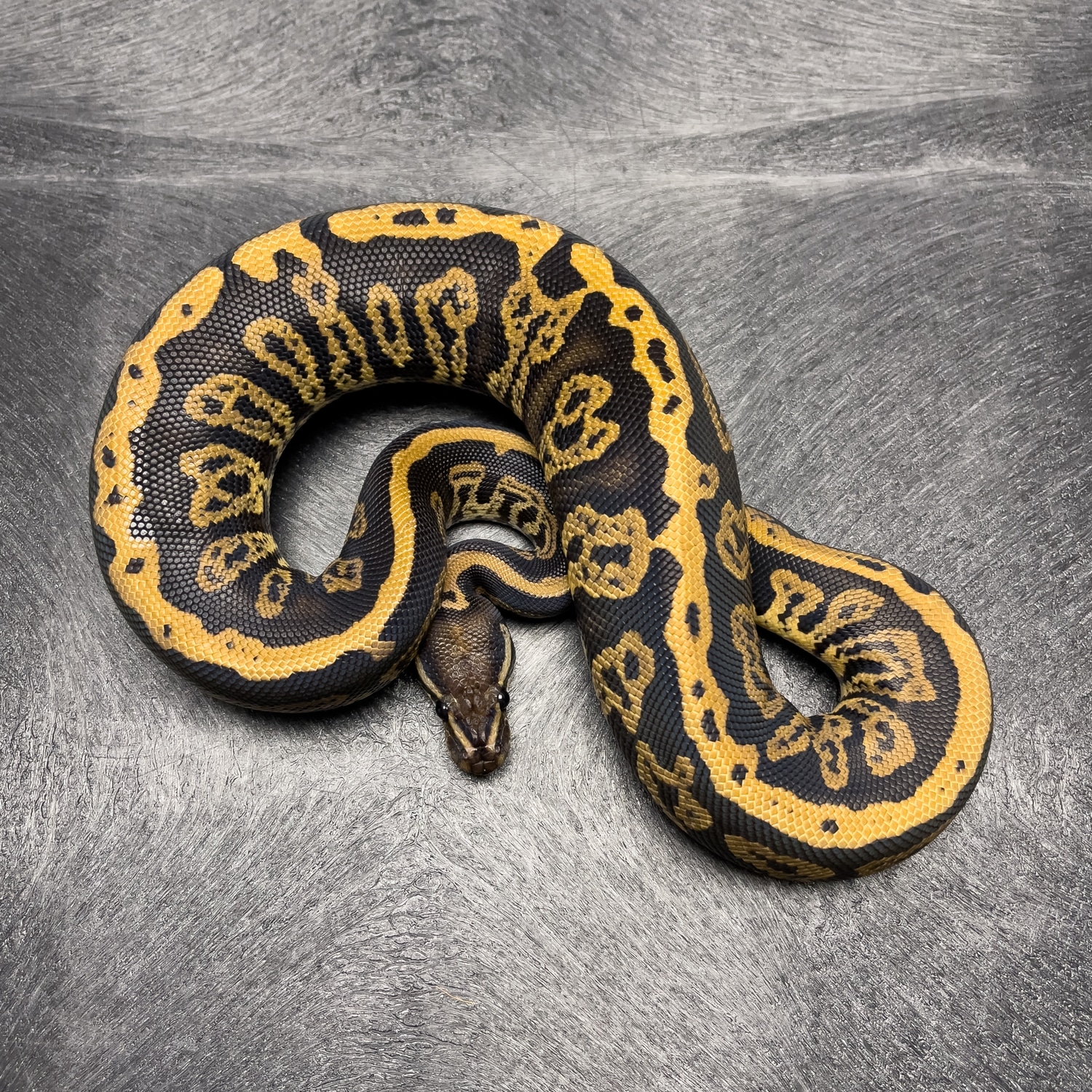 Acid Black Pastel Het Hypo Ball Python by Dark Side Constrictors ...