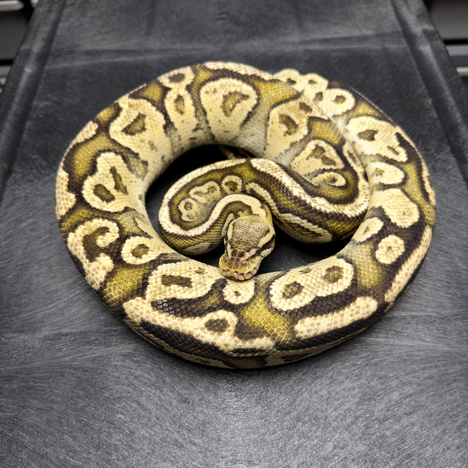 Fire Pastel Yellow Belly Ball Python by Dark Side Constrictors - MorphMarket