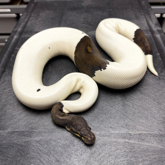 Black Pastel Pied PROVEN BREEDER Ball Python by Dark Side Constrictors