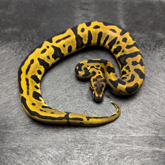 Acid Leopard Het Clown Ball Python by Dark Side Constrictors