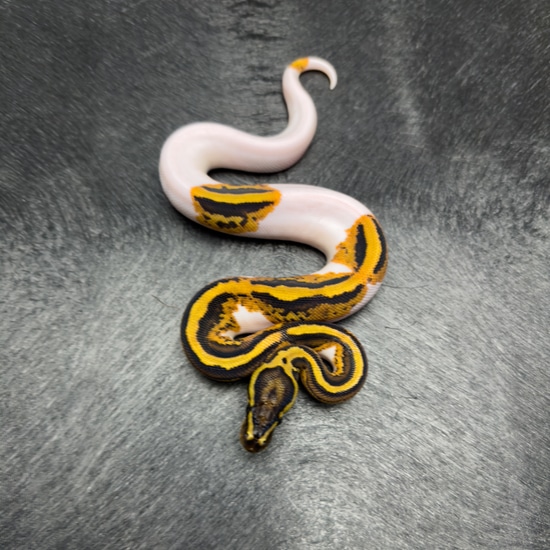 Yellow Belly Pied Ph Clown Ball Python by Dark Side Constrictors