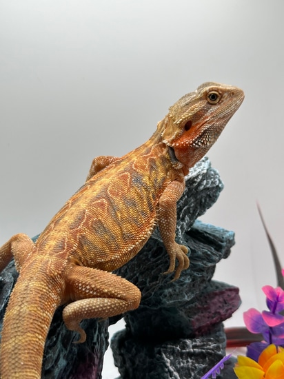 Orange Hypo Het Trans Central Bearded Dragon by HDN Reptiles