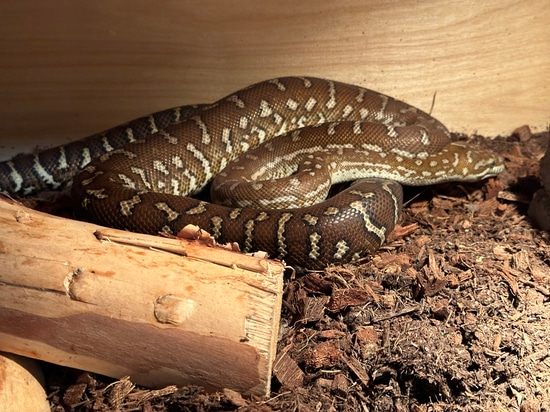 Full Hypo Het Stonewash Centralian Carpet Python by HDN Reptiles